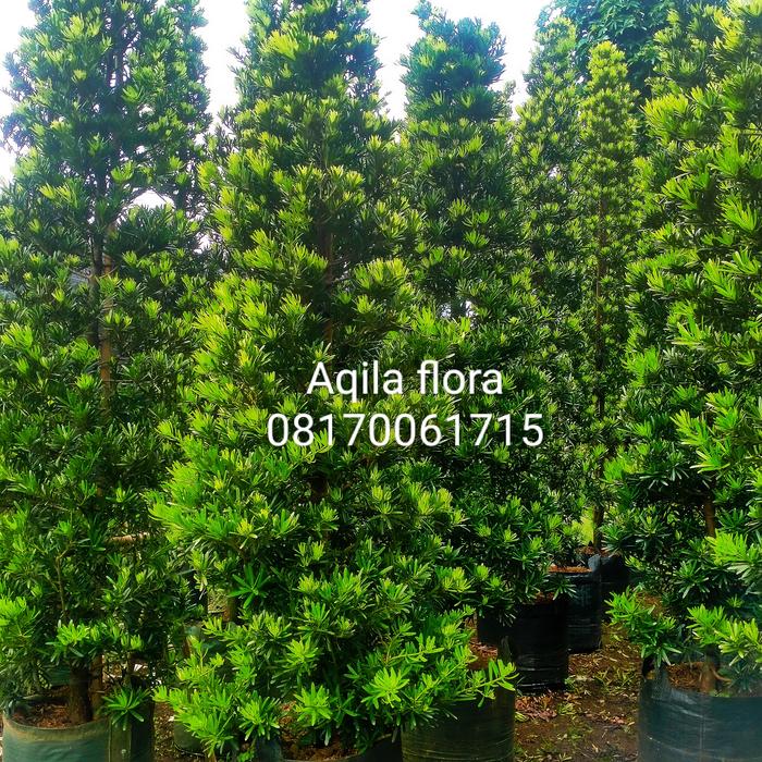 Jual pohon lohansung Taiwan//tinggi 2 meter - Kab. Bogor - Aqila flora ...