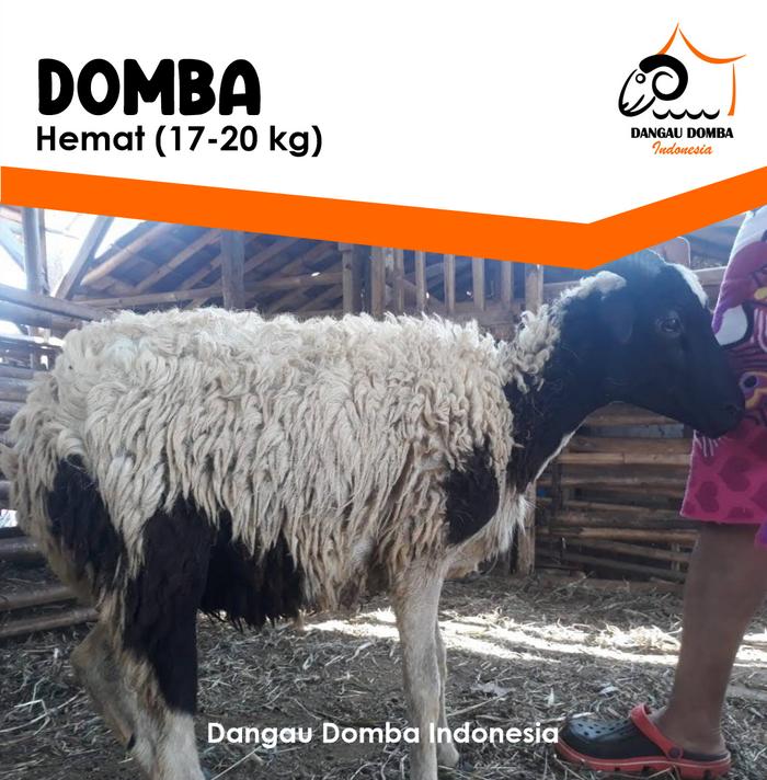 Jual Hewan Kurban Domba Tanduk 17-20 kg by Dangau Domba Indonesia ...