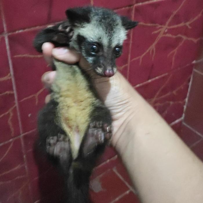 Musang Pandan Jinak