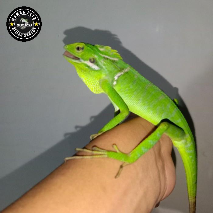 Jual Bunglon surai / bronchocela jubata size JUMBO - Kab. Pamekasan ...