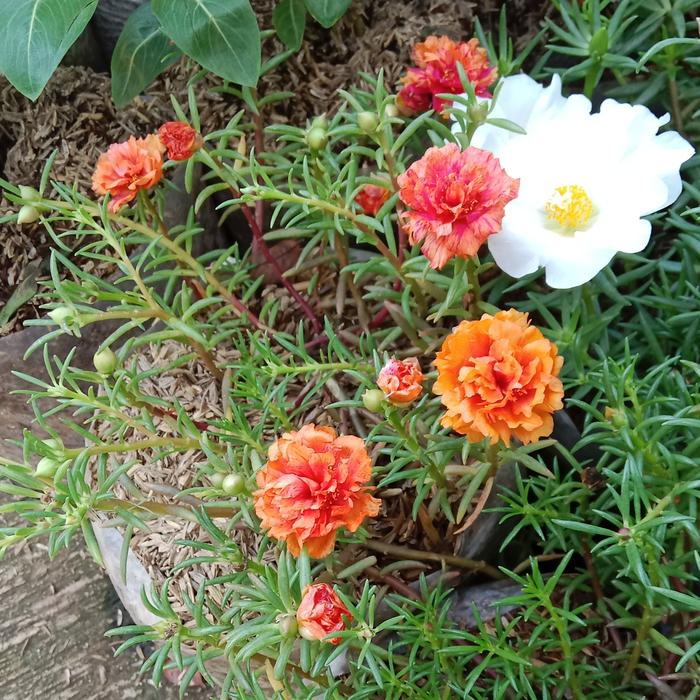 Jual tanaman sutra bombay tumpuk ready semua warna - Kota Tangerang ...