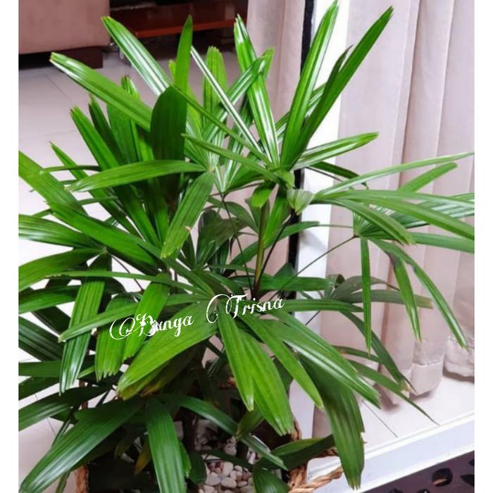 Jual Tanaman PALEM WAREGU / PALEM REGU 80-100 cm Indoor Outdoor Pot ...