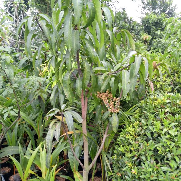 Jual Pohon mangga manalagi- okyong-cokanan-mangga harum manis 2 meter ...