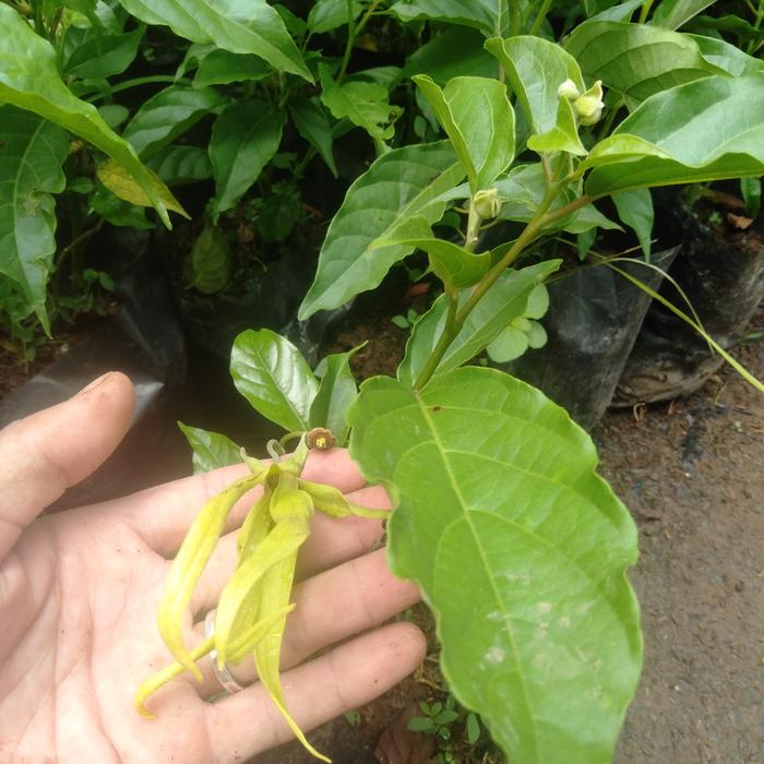 Jual pohon bunga kenanga bunga harum-bunga harum kuning tanaman hias ...