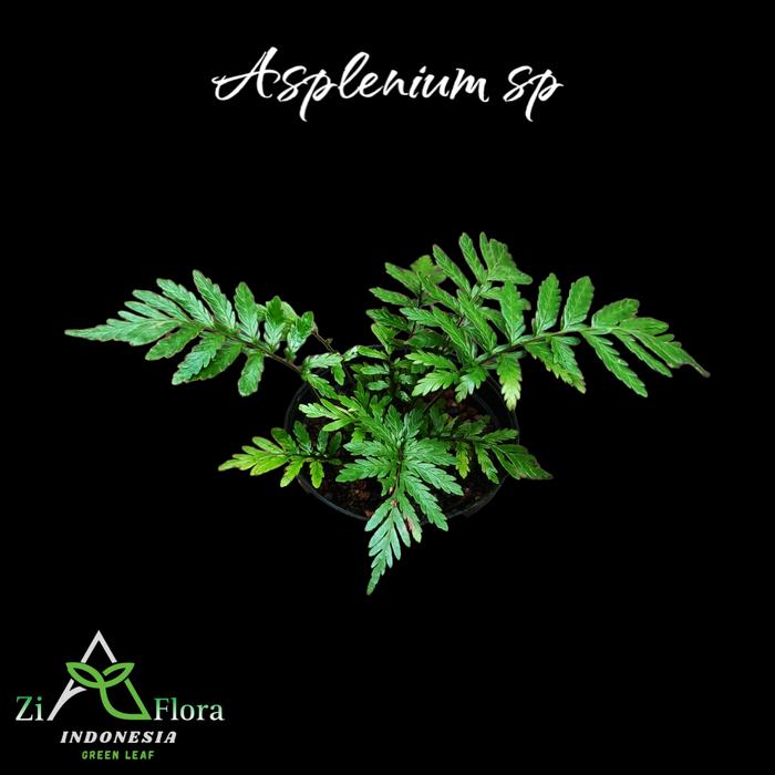 Jual Asplenium sp"paku pakuan"fern/pakis/tanaman paludarium/terrarium ...