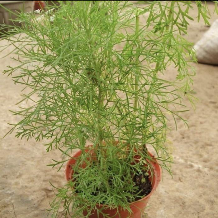 Jual Bibit pohon adas/tanaman dill tanaman herbal/adas sowa - Kota ...