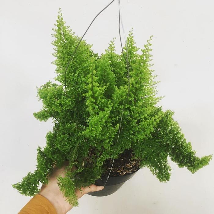 Jual Tanaman hias pakis embun - pohon pakis embun - Kab. Bogor - Audrey ...