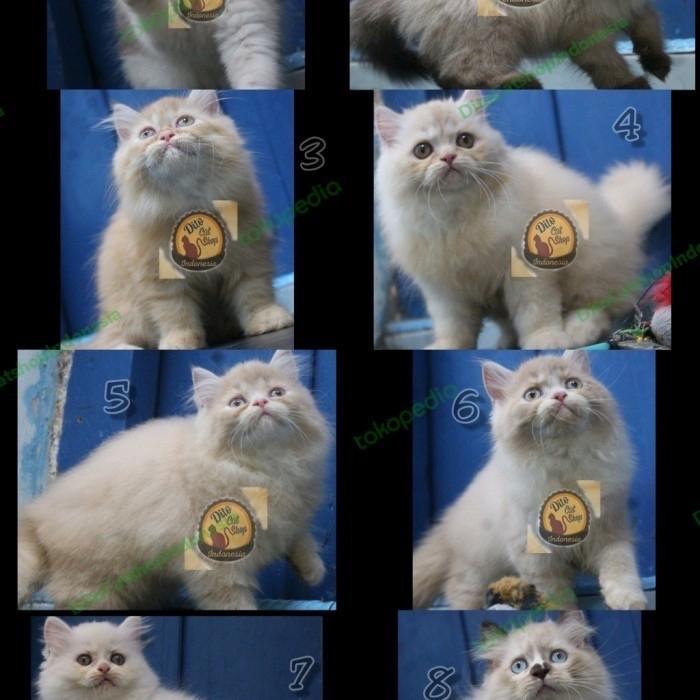 Jual Kucing Anggora Persia Himalaya Ragdoll Munchkin Peaknose - Jakarta ...