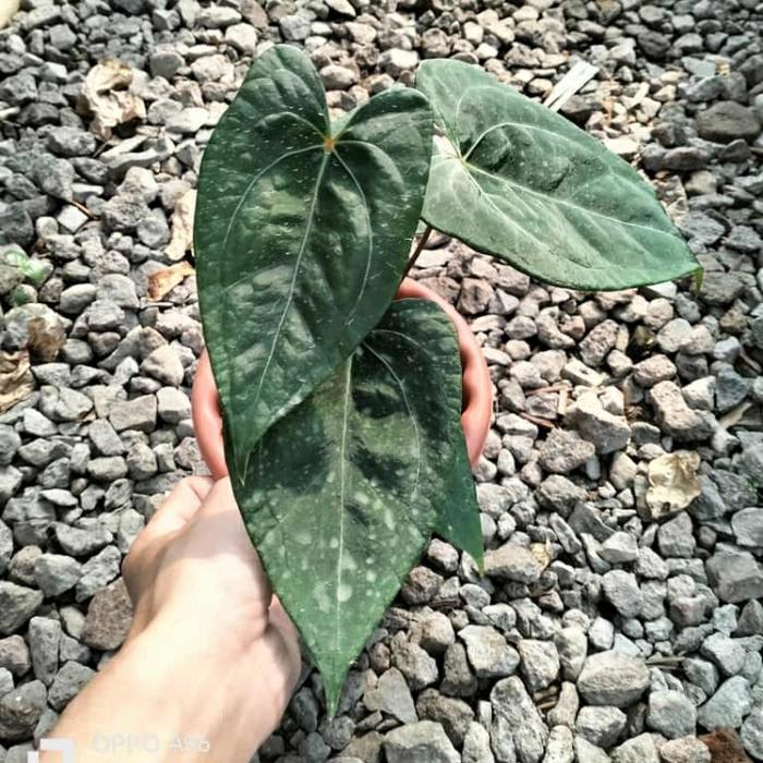 Jual Anthurium papillilaminum x red spyder - 1 - Jakarta Barat - Kebun ...
