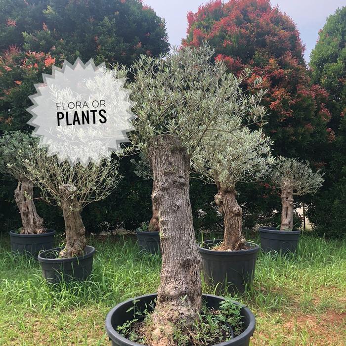 Jual Pohon Olive Zaitun Tree Daun Rimbun || Pohon Olive - Jakarta Pusat ...