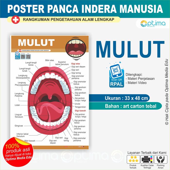 Jual Poster Anatomi Bagian dan Fungsi Panca Indera Manusia - MULUT - Kab. Klaten - Optima Media ...
