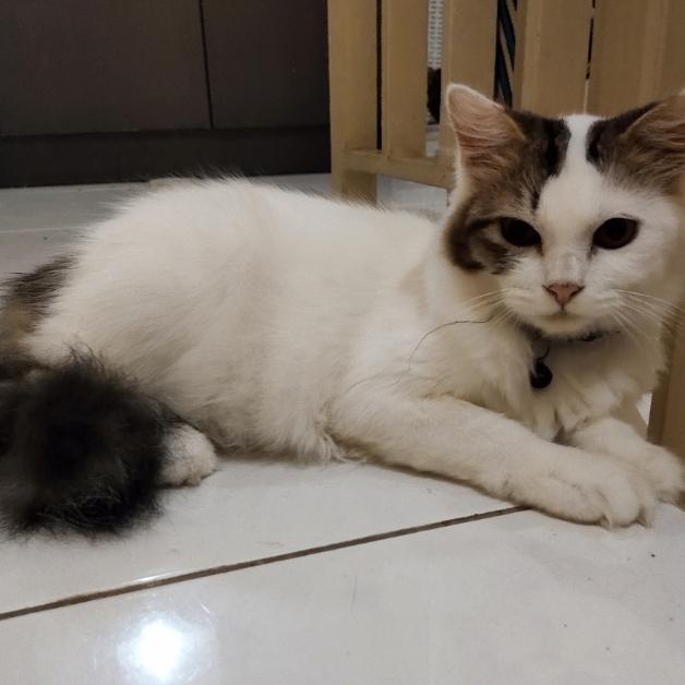 Jual Lepas Adopsi Kucing Persia Putih cakep, murah, langka - Jakarta ...