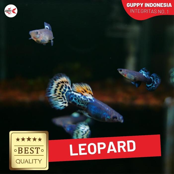 Jual LEOPARD GUPPY - Kota Salatiga - Guppy Indonesia Official | Tokopedia