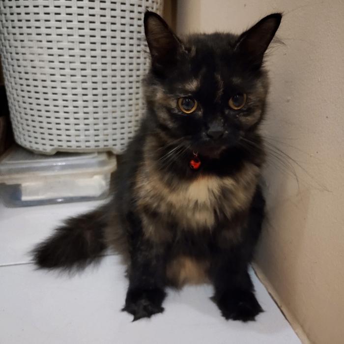 Jual Lepas Adopsi Kucing Persia warna langka cakep promo murah bangett ...