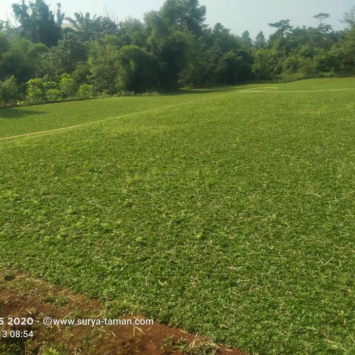 Jual Rumput Gajah Mini | Rumput Taman gajah mini - Kab. Bogor - Surya ...