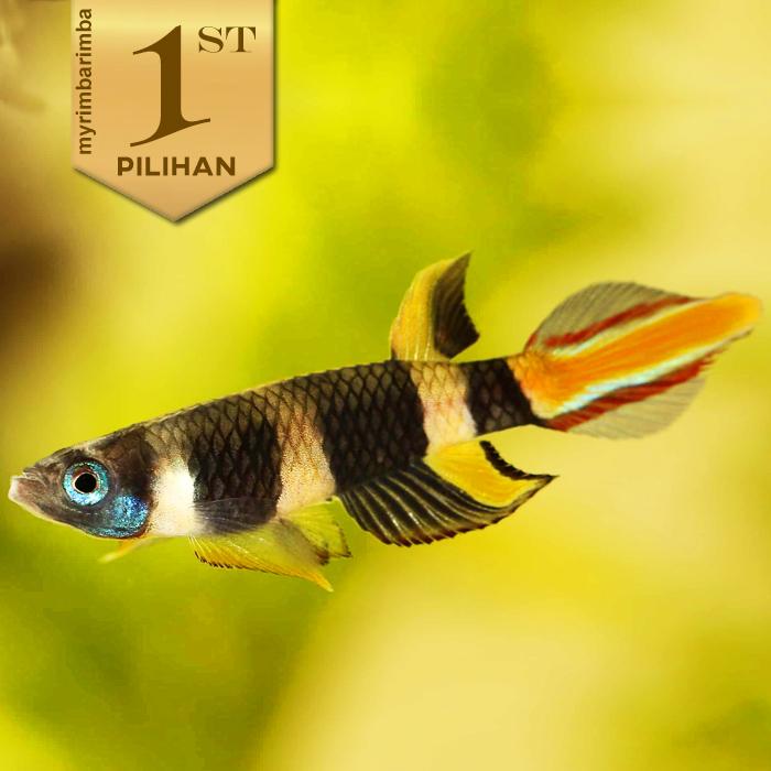 Jual Rocket Fish Clown Panchax Ikan Hias Aquascape Hiasan Aquarium ...