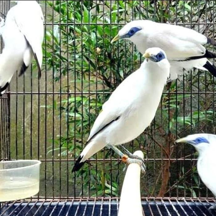 Jual Burung Jalak Endemik Bali Bersertifikat Resmi - Kota Tangerang ...