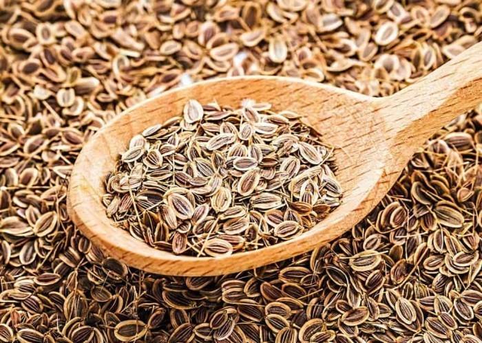 Jual DILL SEED ORGANIC 100 GR / ADAS SOWA PEDAS 100 GRAM - Jakarta ...