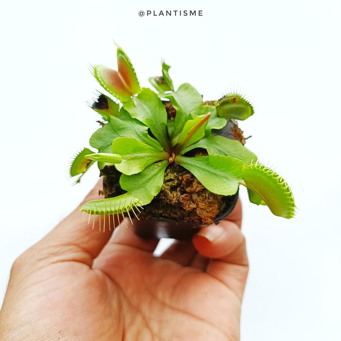 Jual Tanaman Hias - Venus Flytrap Dionaea Muscipula Perangkap Lalat ...