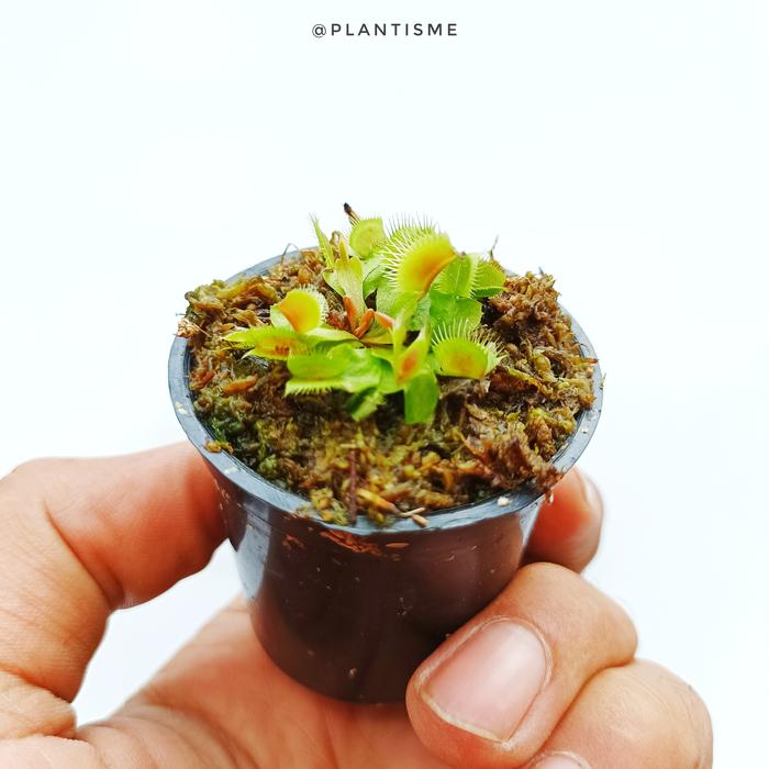 Jual Tanaman Hias - Venus Flytrap Dionaea Muscipula Perangkap Lalat ...