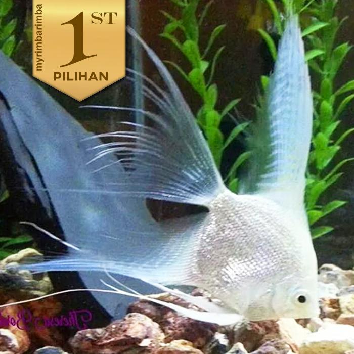 Jual Manfish Platinum Slayer Ikan Hias Aquascape Hiasan Aquarium ...