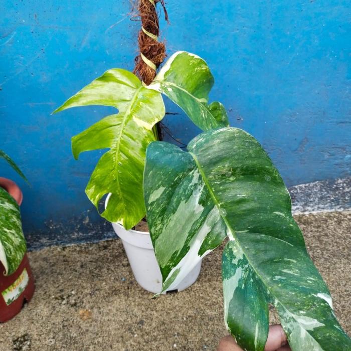 Jual Tanaman Hias Epipremnum Pinnatum variegata Putih, epip var putih ...