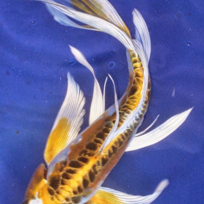 Jual ikan koi slayer kumpay grade A ikan koi metalik platinum ekor ...