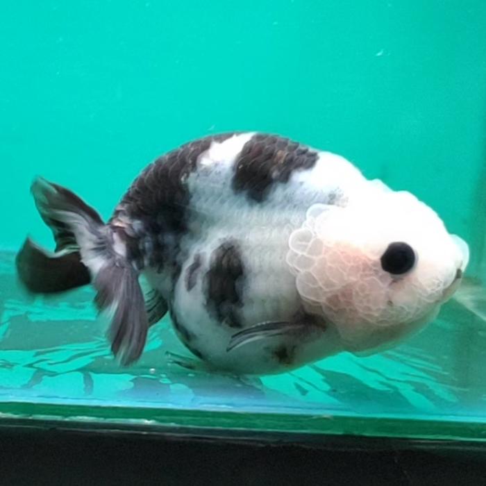 Jual Ikan mas koki ranchu cow ranchu sapi kode 004 - Kota Bekasi - Gkha ...