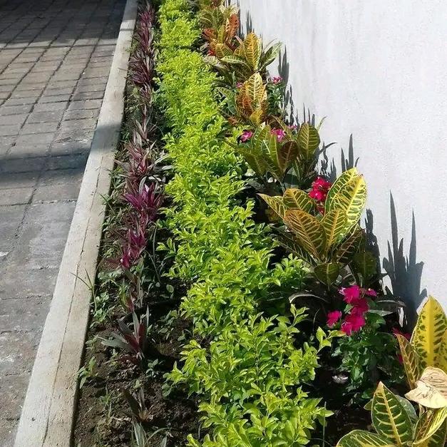 Jual contoh tanaman pager pangkas kuning+puring - Jakarta Selatan - al ...