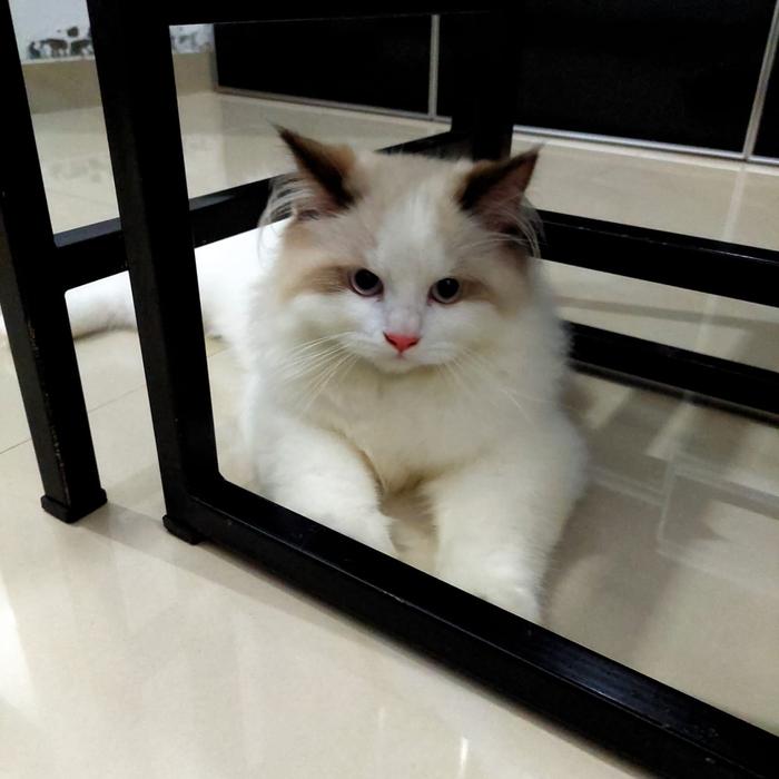 Jual Kucing Ragdoll