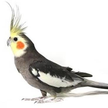 Jual Burung Falk Dewasa - Burung Parkit Australia - Falk Tompel - grey ...