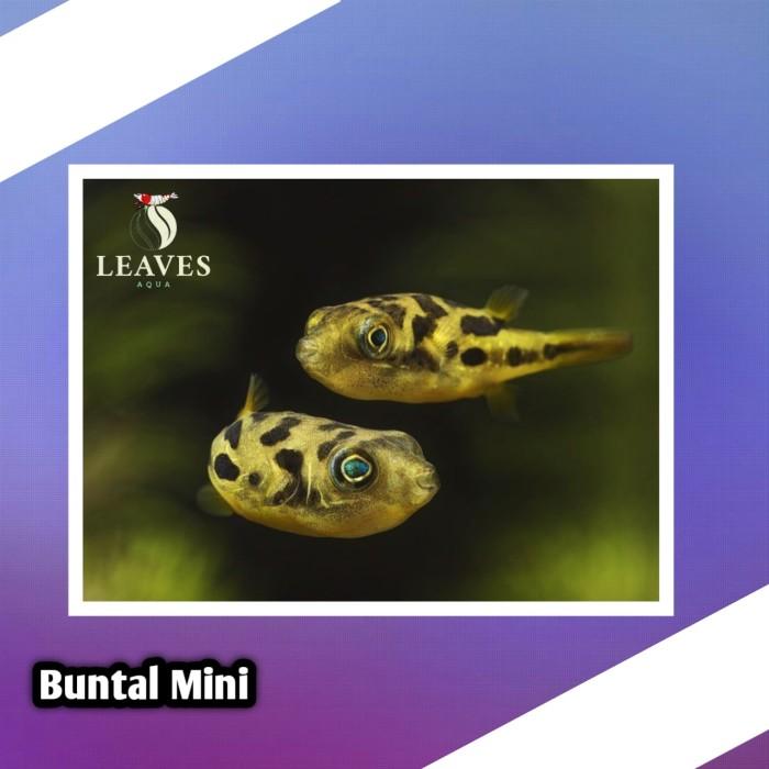 Jual Buntal mini / dwarf puffer air tawar - Jakarta Selatan ...
