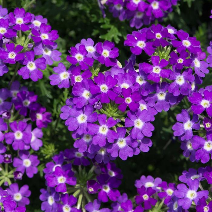 Jual Tanaman Bunga Verbena / Verbena Flowers - Ungu - Kota Batu ...