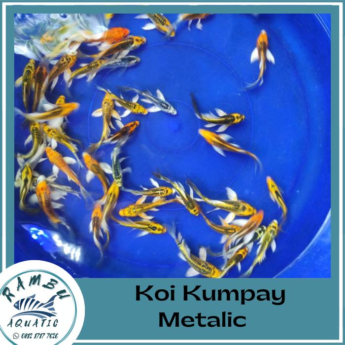 Jual koi kumpay metalic slayer - Jakarta Utara - RAMBU AQUATIC | Tokopedia