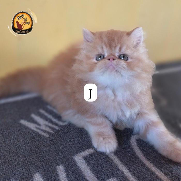Jual kucing persia peaknose - Jakarta Pusat - DitoCatshopIndonesia ...