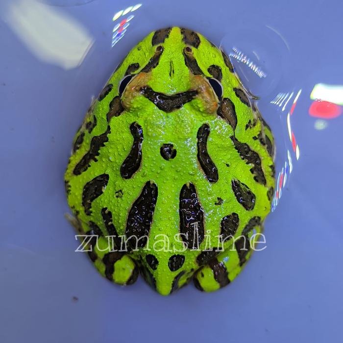 Jual kodok pacman frog all varian garansi D.O.A - Green - Kota Bekasi ...