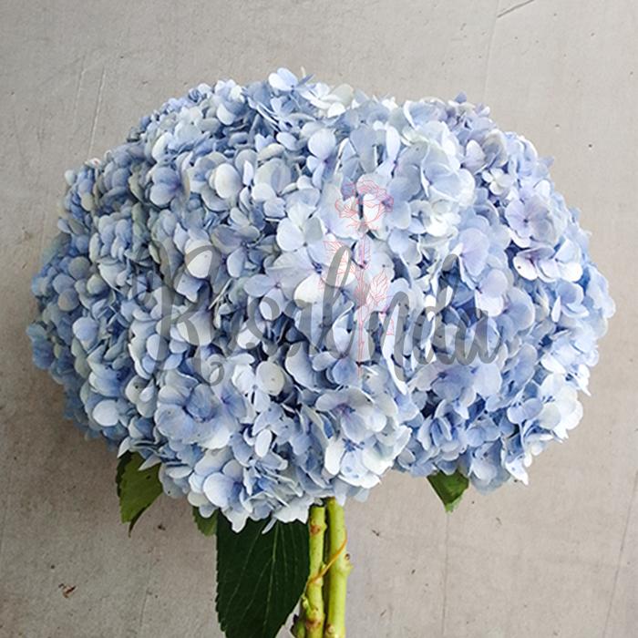 Jual Bunga Hortensia Biru / Hydrangea / Bunga Potong Segar - Jakarta ...