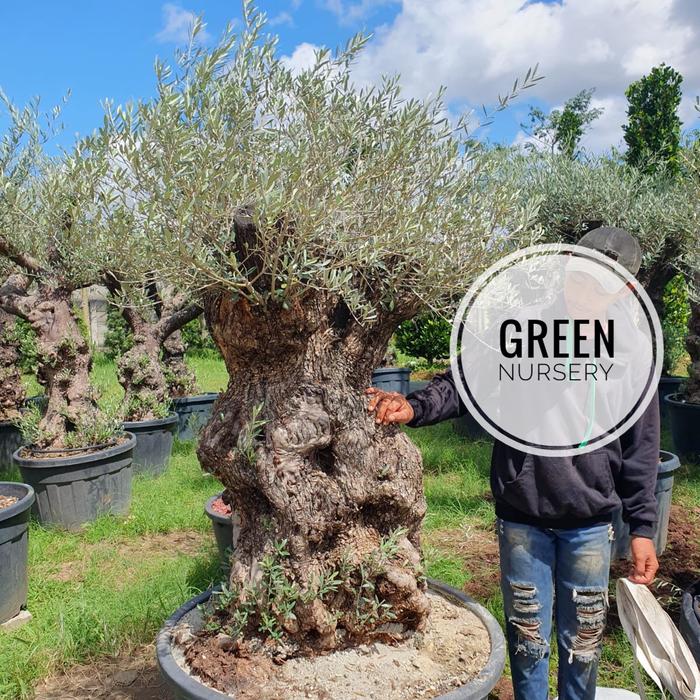 Jual Olive Tree Zaitun || Batang Super Fosil Berkarakter Mewah Ready ...