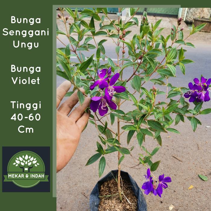 Jual Tanaman bunga senggani - Jakarta Timur - Mekar dan Indah | Tokopedia