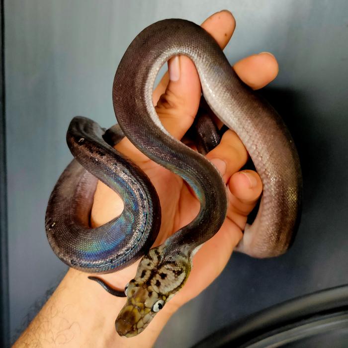 Jual ular retic black lace female super rare no boa bp cornsnake kingsnake - Jakarta Timur ...