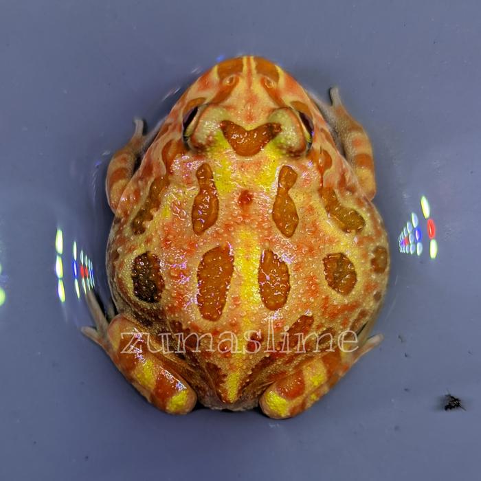 Jual kodok pacman frog all varian garansi D.O.A - Strawberry - Kota ...