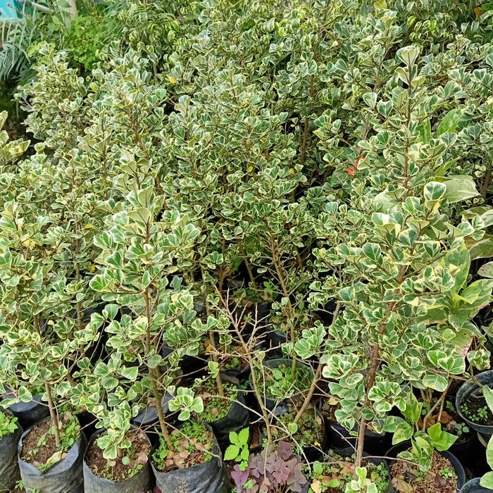 Jual ficus triangularis variegata - Kab. Bandung - Florakita | Tokopedia