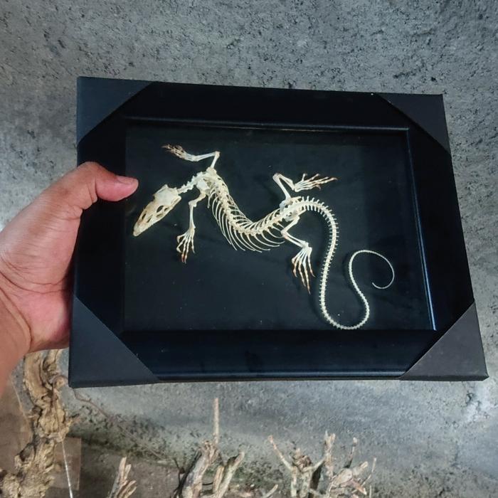 Jual Hiasan dinding taxidermy skeleton tulang tengkorak asli 23 - Kota ...