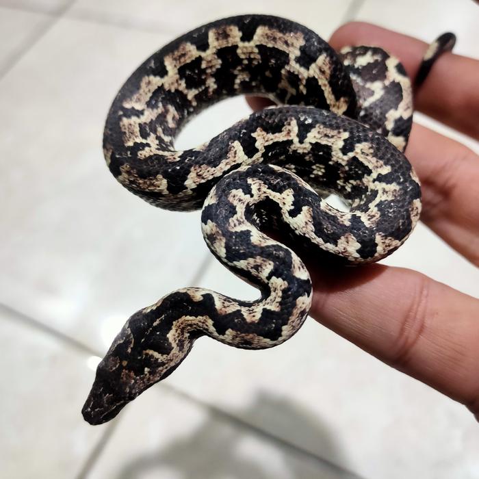 Jual candoia paulsoni monopohon halmahera high white no retic bp corn ...