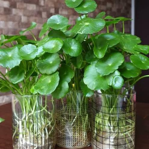 Jual tanaman air antanan/pegagan - Kab. Bogor - Dyas farm garden ...