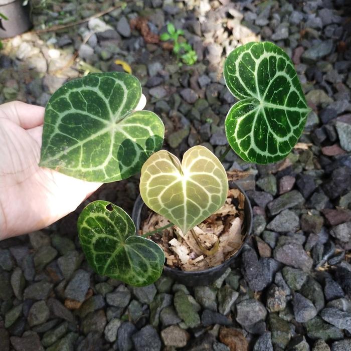 Jual Anthurium Clarynervium Daun Bulat 4 Daun - Kab. Blitar - BLT ...