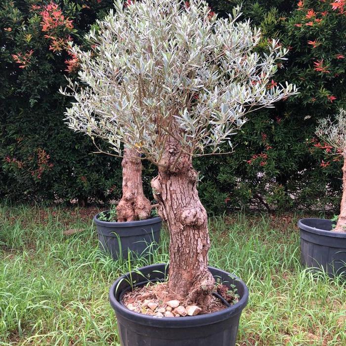 Jual Pohon Olive Tree Dan Lohansung Blue - Kab. Bogor - CV Mekar Wangi ...