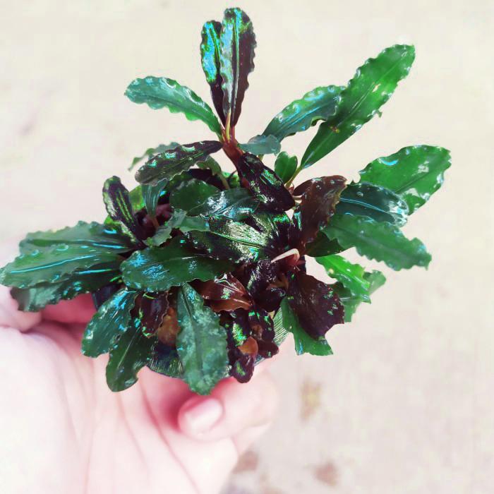 Jual Bucephalandra Melawi Tanaman Aquascape Media Wabikusa - Kota ...