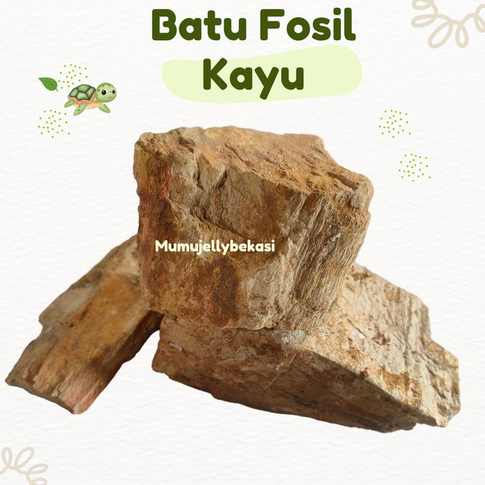 Jual batu fosil kayu aquascape Decorasi aquascape - Kab. Bekasi - MUMU ...
