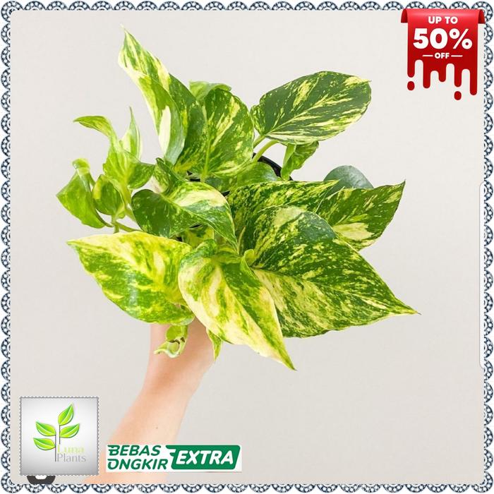 Jual tanaman pembersih udara - tanaman hias golden pothos - Kab. Bogor ...